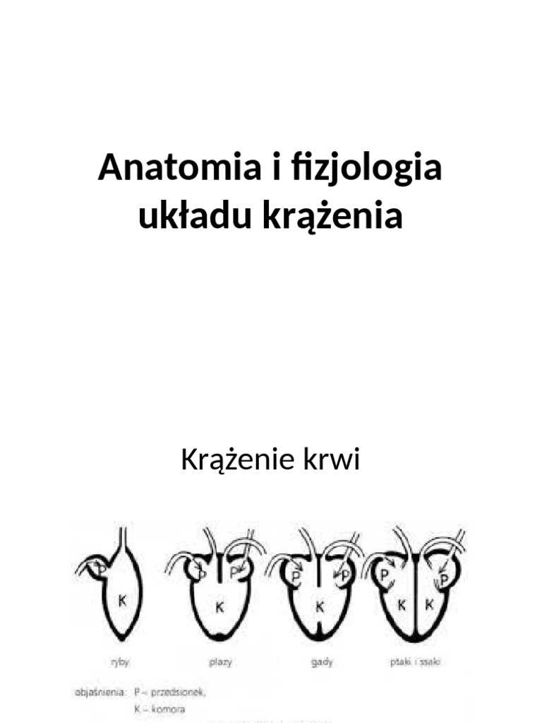 Anatomia - Serce | PDF