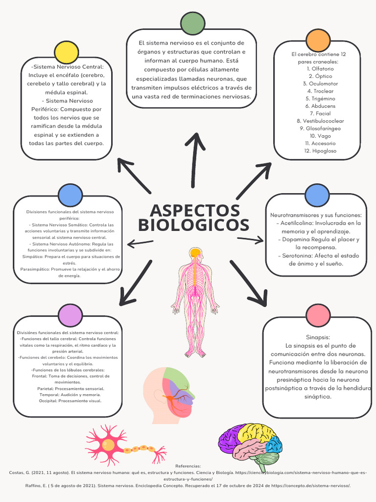 Documento A4 Mapa Conceptual Vertical Infografía Seis Ideas Simple ...