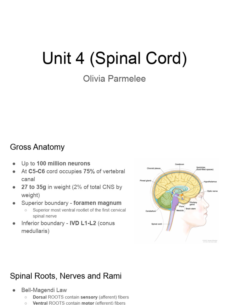 CNS Exam 2 - Unit 4 | PDF | Motor Neuron | White Matter