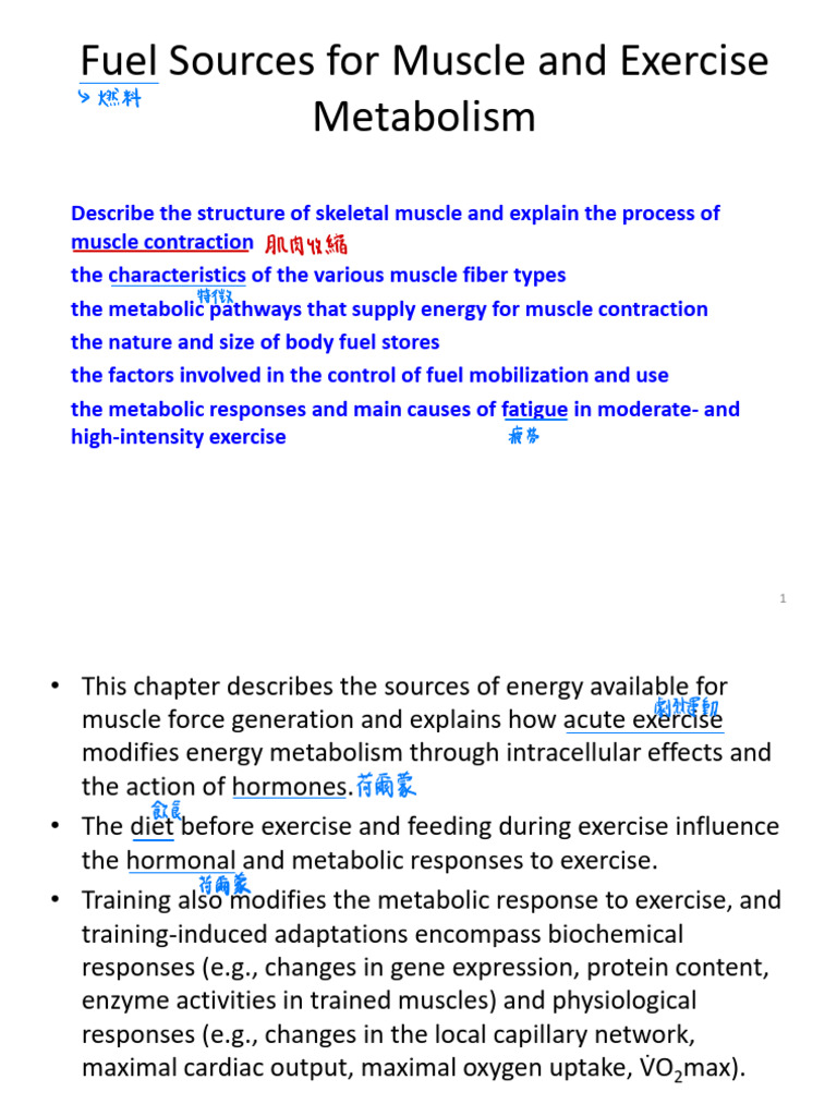 Muscle Energy Sources and Metabolism | PDF | Glycolysis | Adenosine ...