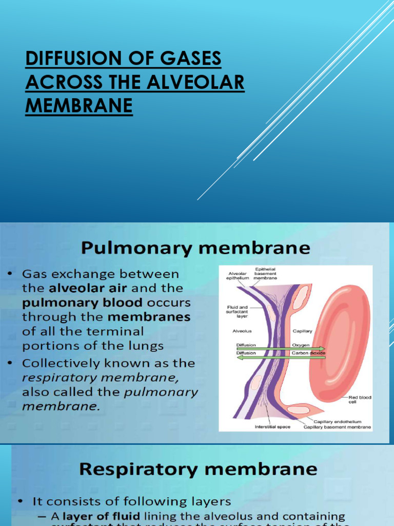 Diffusion of Gases Across The Alveolar Membrane-1 | PDF | Red Blood ...