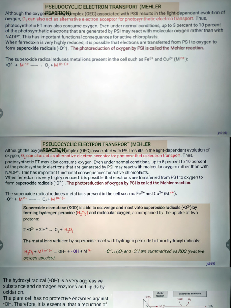 Pseudo Cyclic Pathway Pdf Glutathione Nicotinamide Adenine Dinucleotide Phosphate 