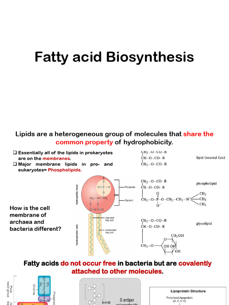 Fatty Acid Biosyntehsis | PDF | Lipid | Cell Membrane