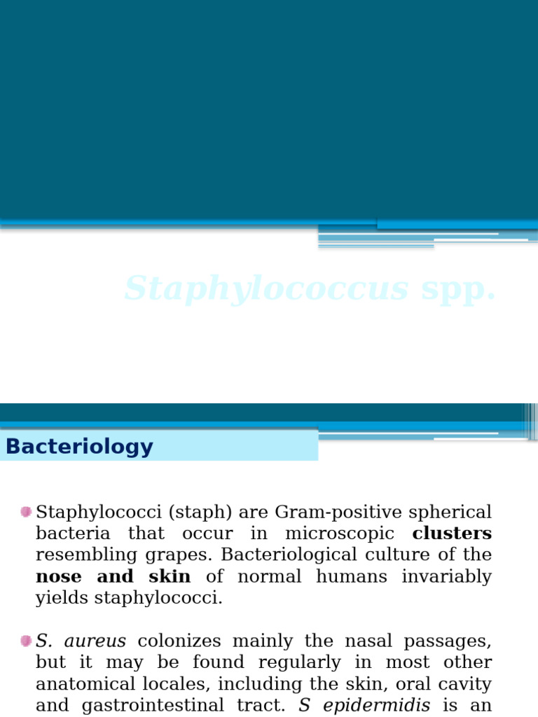 Staph aureus | PDF | Staphylococcus Aureus | Staphylococcus