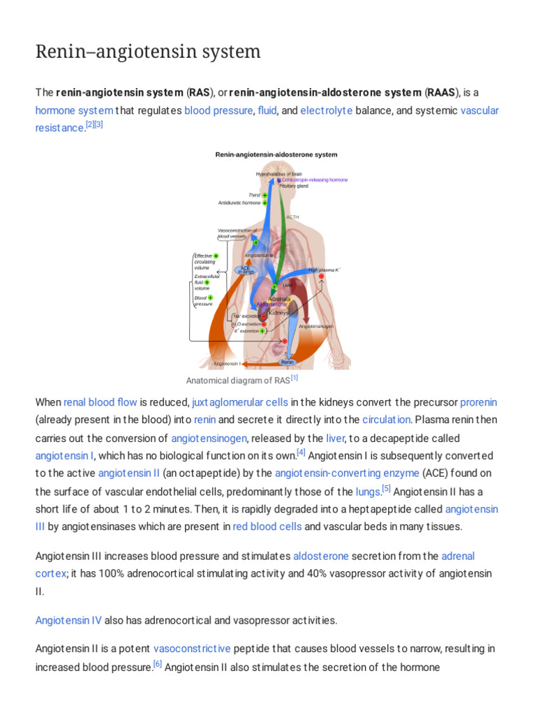 Renin Angiotensin System Wikipedia Pdf Endocrine System Kidney