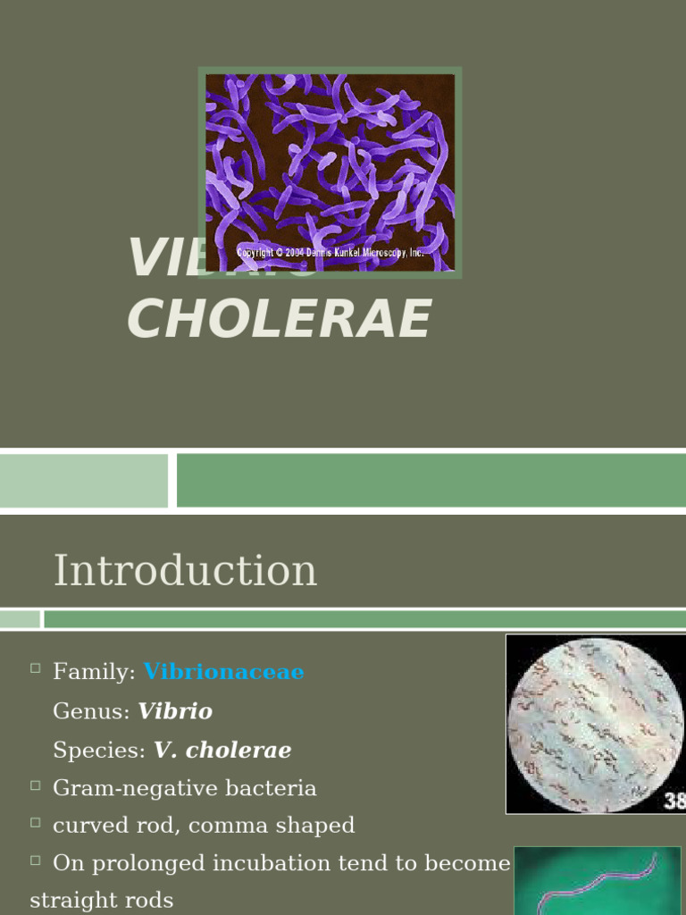 Vibrio cholerae | PDF | Cholera | Medical Specialties