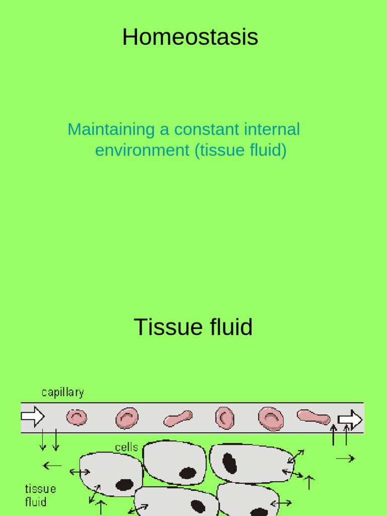 6. Gr_12-Thermorgulation | PDF | Thermoregulation | Lymph