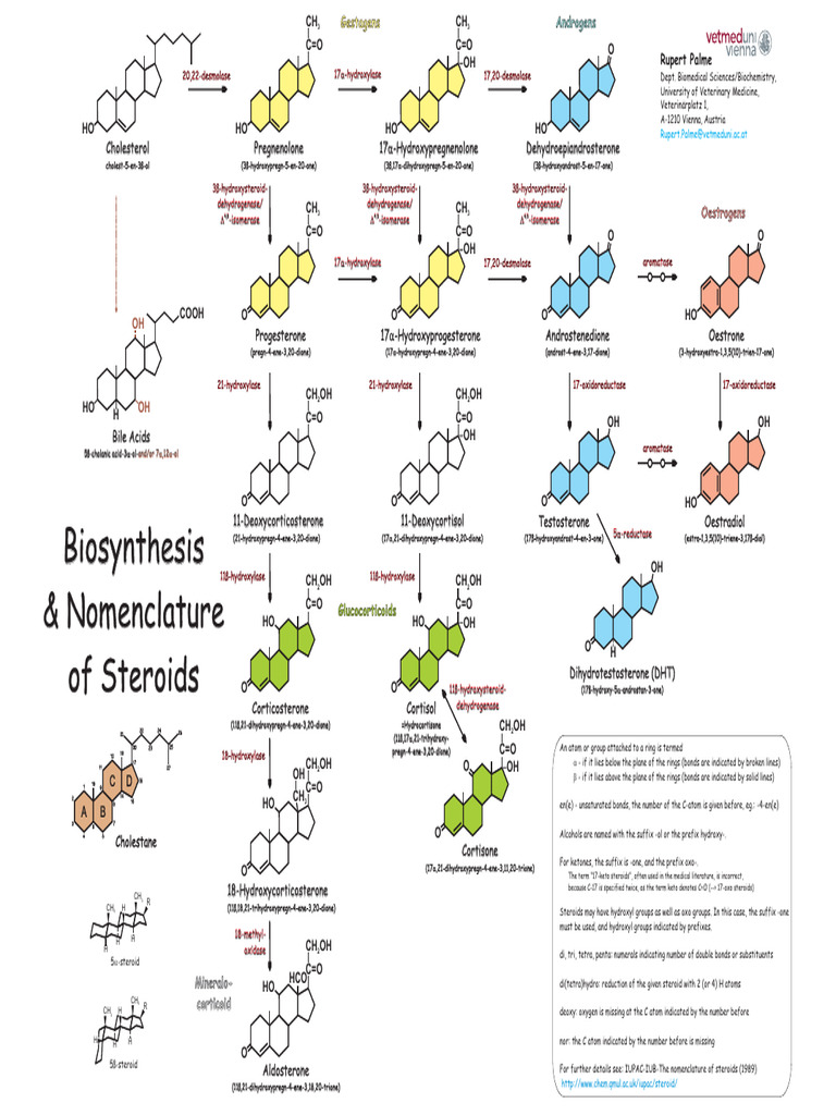 Steroidsynthesis Metabolism Excretion | PDF | Steroid | Cortisol