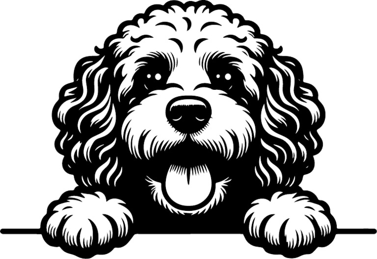Cockapoo Peeking 122923 | PDF