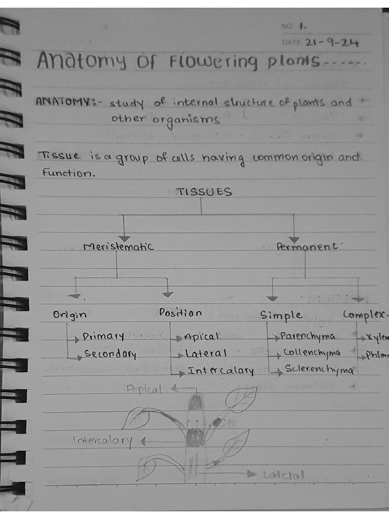 bio : anatomy of flowering plants | PDF
