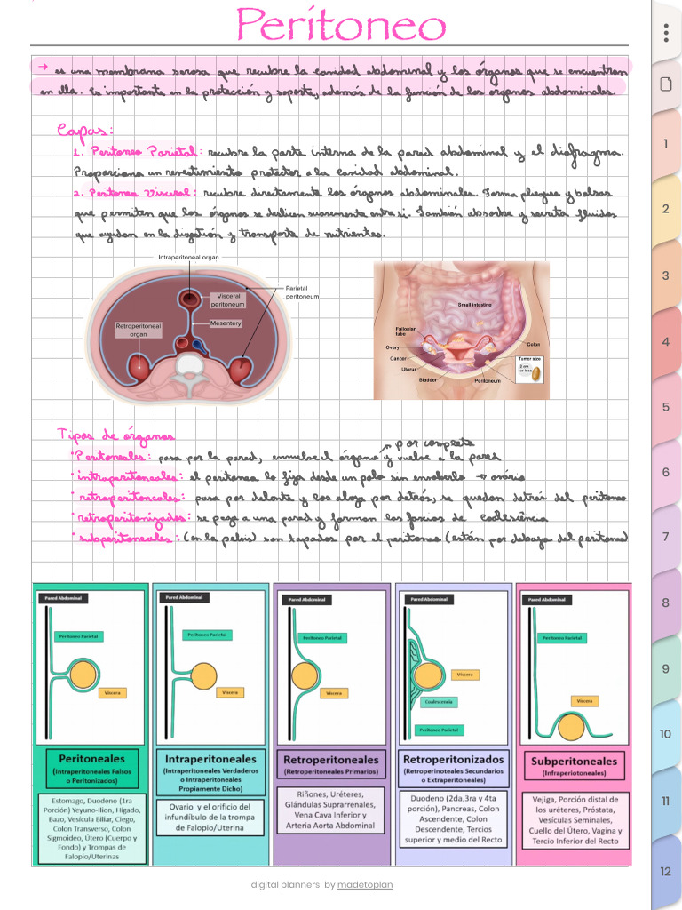 Anatomía y Función del Peritoneo | PDF | Peritoneo | Abdomen