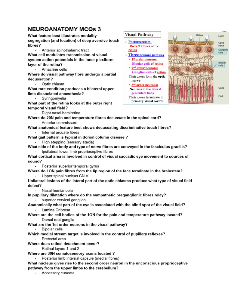 Mcqs Week 3 Neuroanatomy Mcqs Pdf