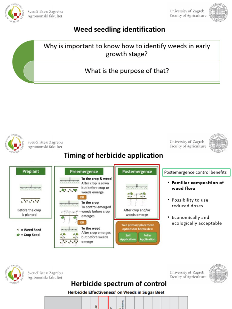 Weed Seedling Identification Weed Ecology | PDF | Weed | Herbicide