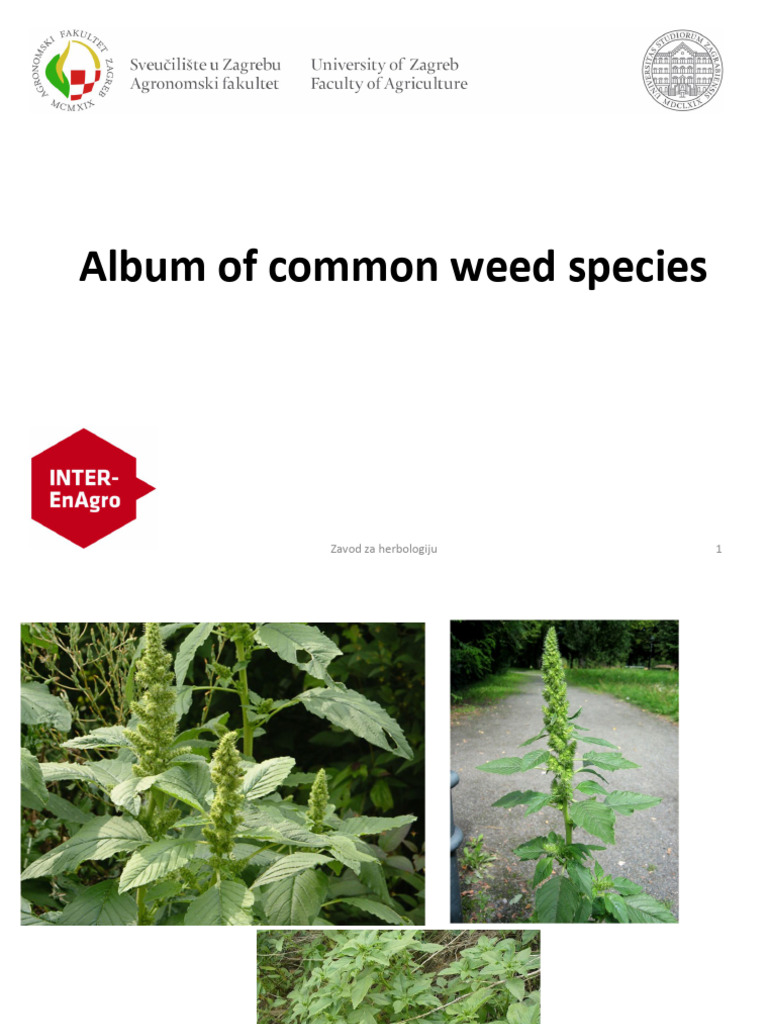Album of Common Weed Species | PDF
