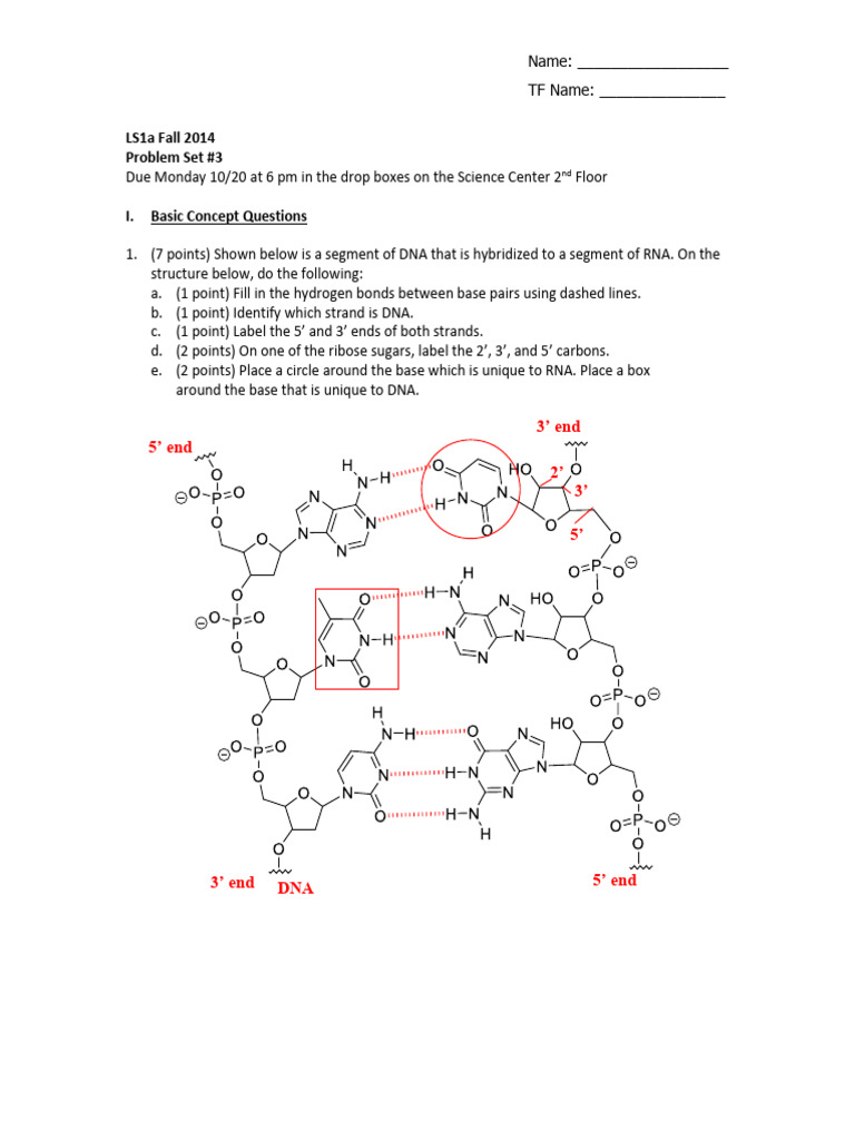 LS1a 2014 Problem Set 3 - Wanswers | PDF | Primer (Molecular Biology) | Dna