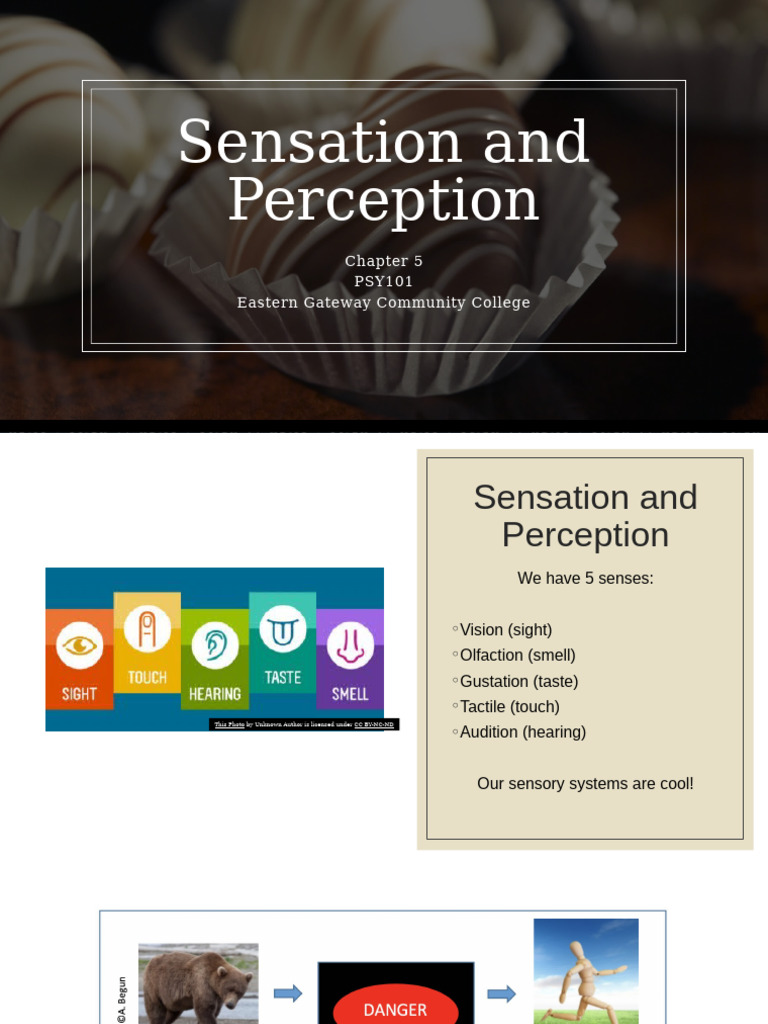 Understanding Sensation and Perception | PDF | Senses | Perception