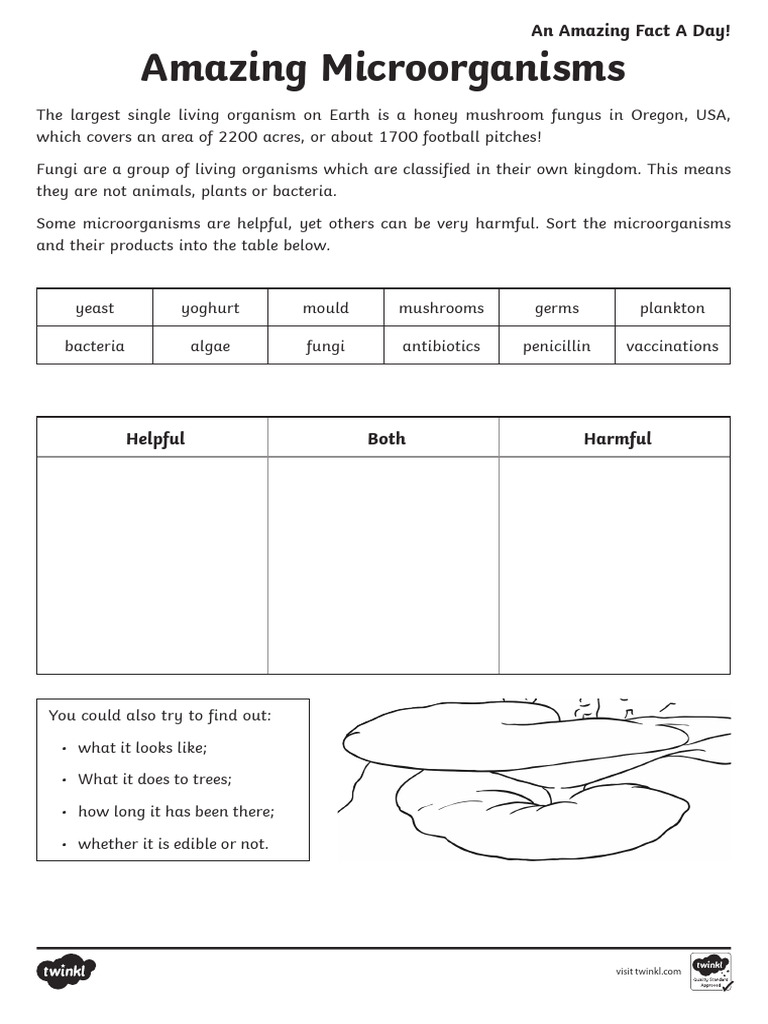 T HE 349 Amazing Microorganisms Activity Sheet Ver 6 | PDF