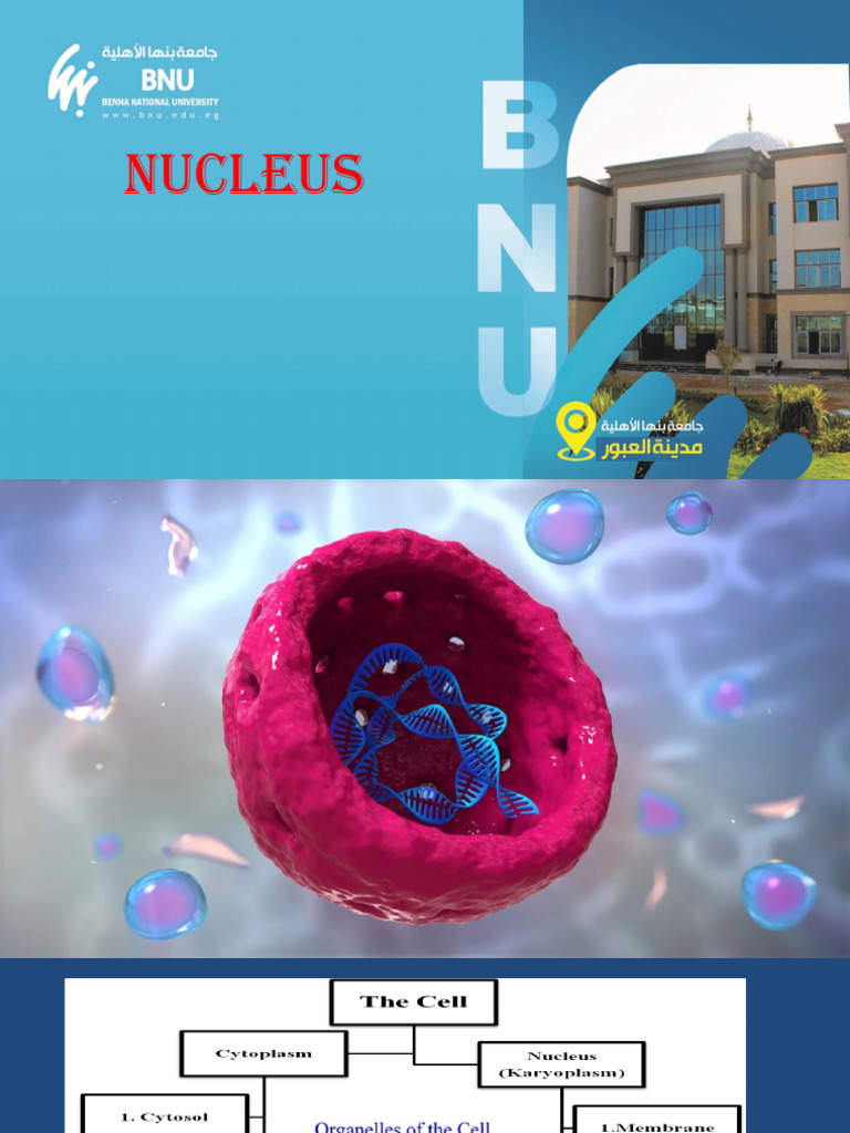 4 Nucleus | PDF