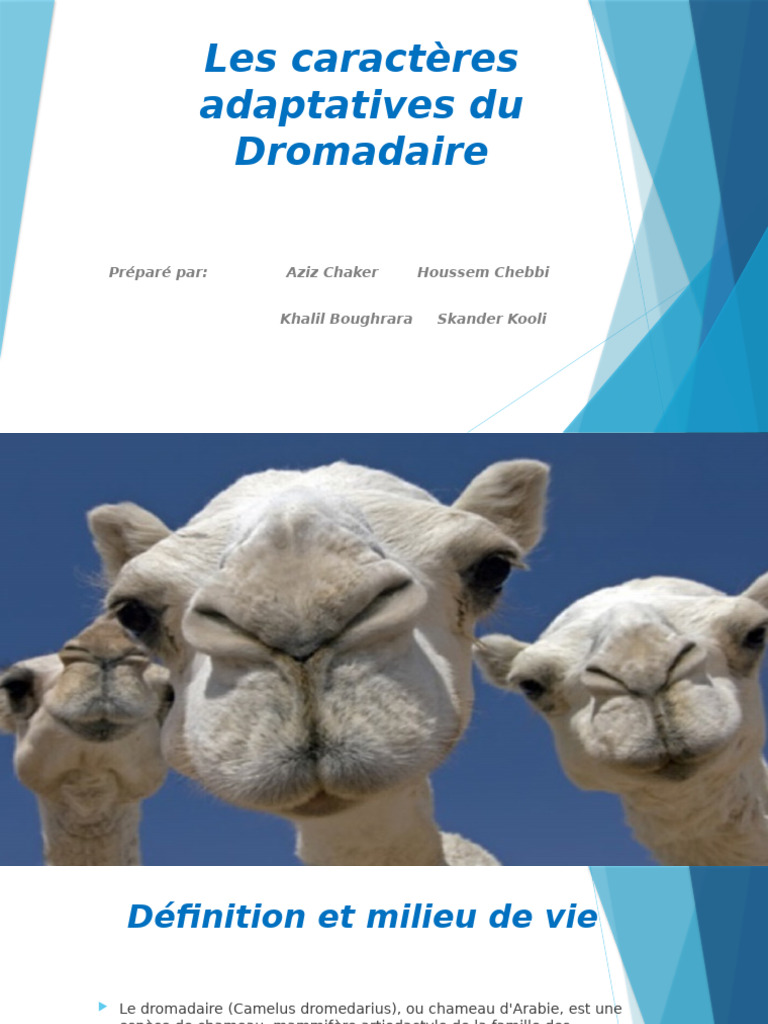 Les Caractères Adaptatives Du Dromadaire | PDF | Chameau