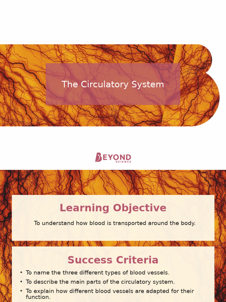 The Circulatory System PowerPoint | PDF | Artery | Vein