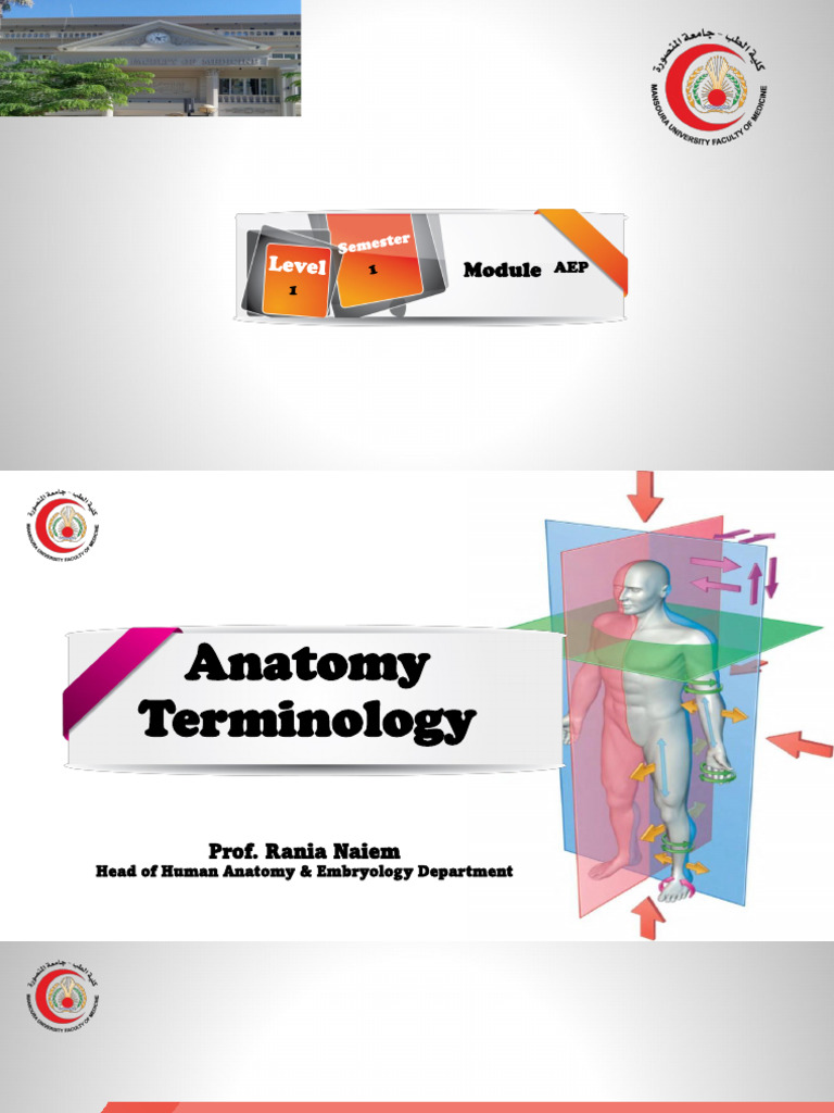 Organized Anatomy Terminology | PDF | Anatomical Terms Of Motion ...