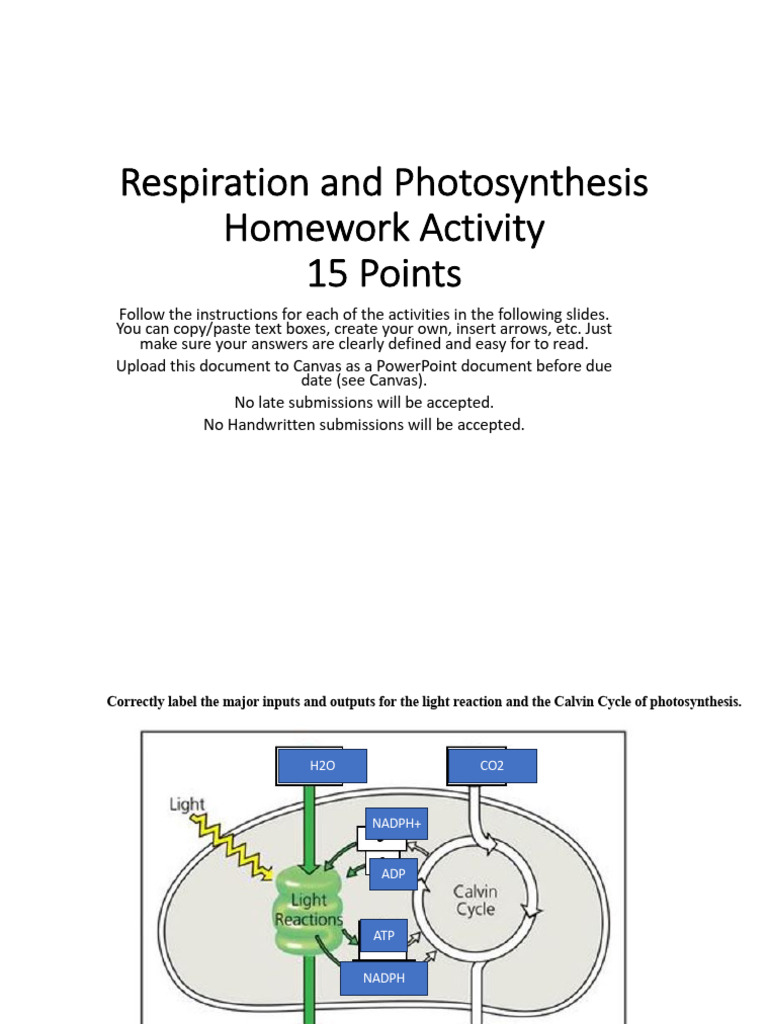 Respiration and Photosynthesis Homework Activity | PDF | Photosynthesis ...