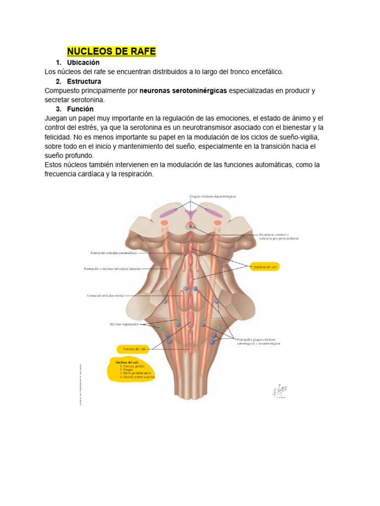 Núcleos de Rafe y Locus Coeruleus | PDF