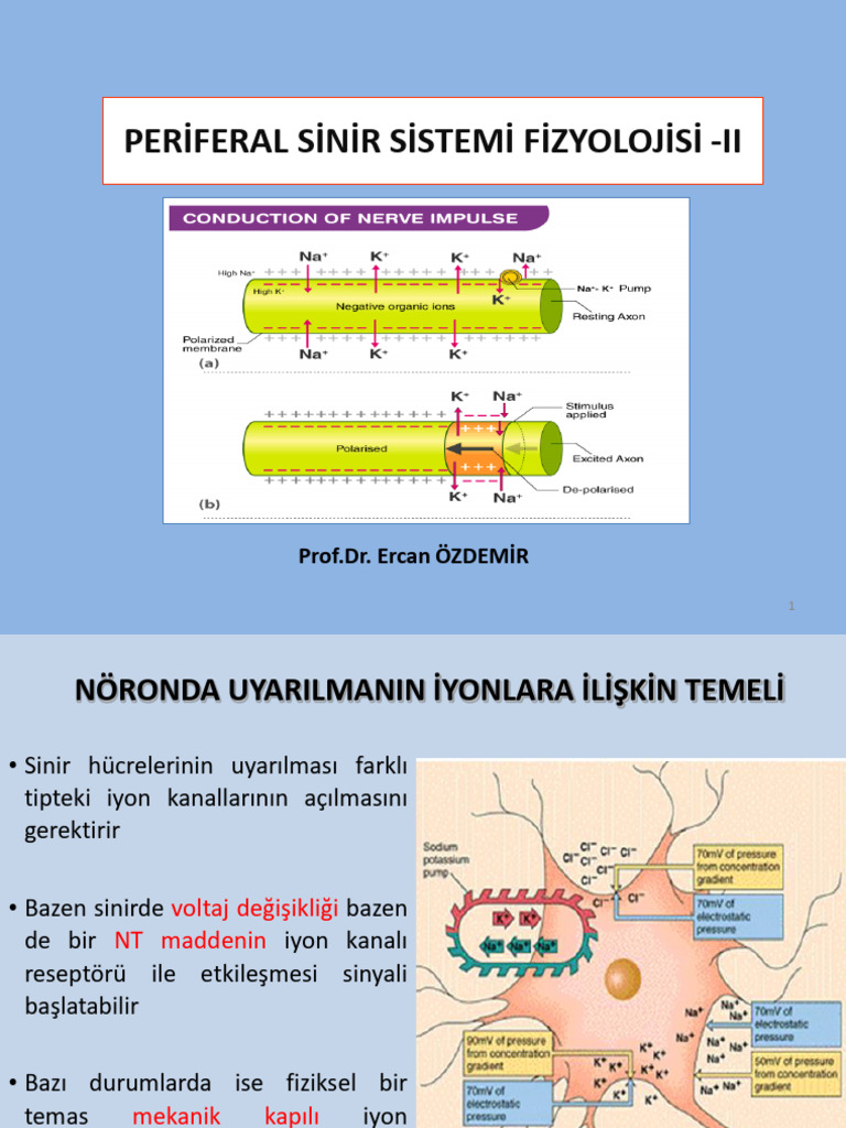 8-Perifer SİNİR FİZ-II | PDF