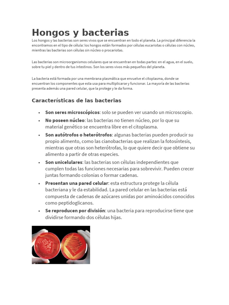Diferencias entre hongos y bacterias | PDF | Las bacterias | Hongo