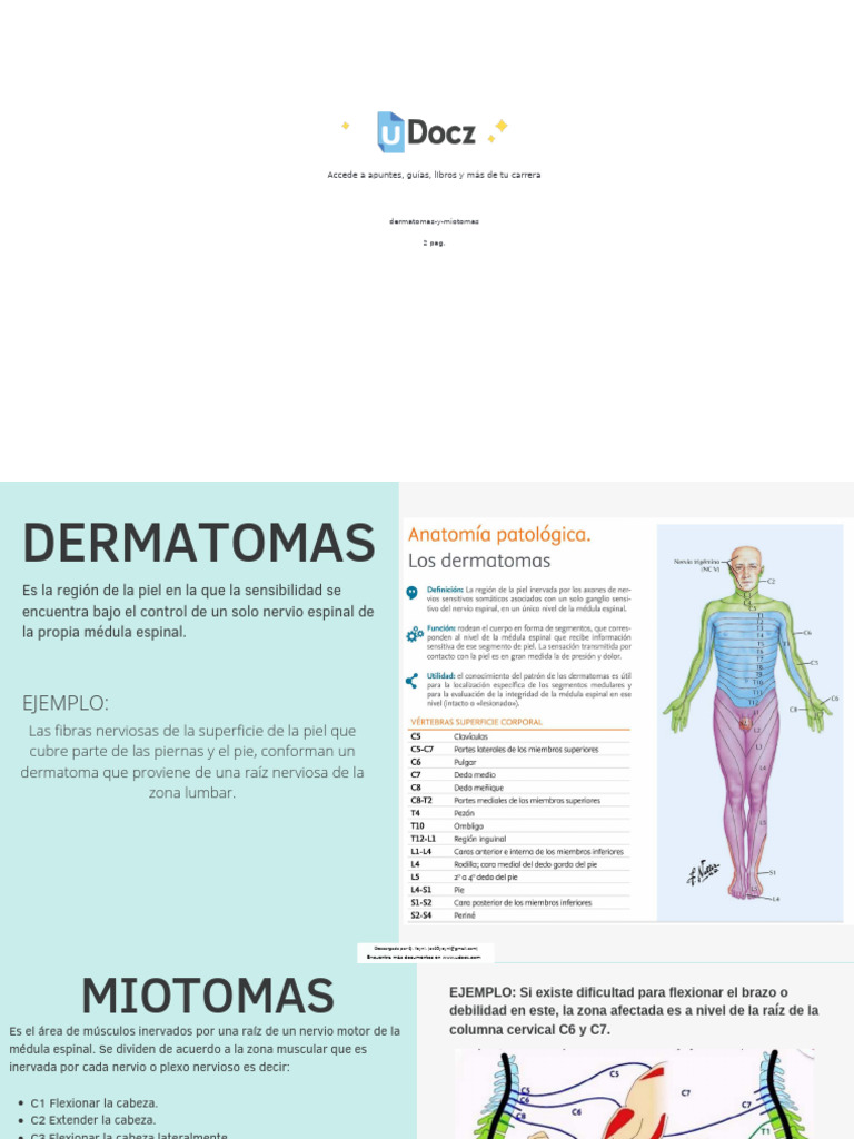 Dermatomas y Miotomas 279582 Downloable 666999 | PDF | Neuroanatomía ...