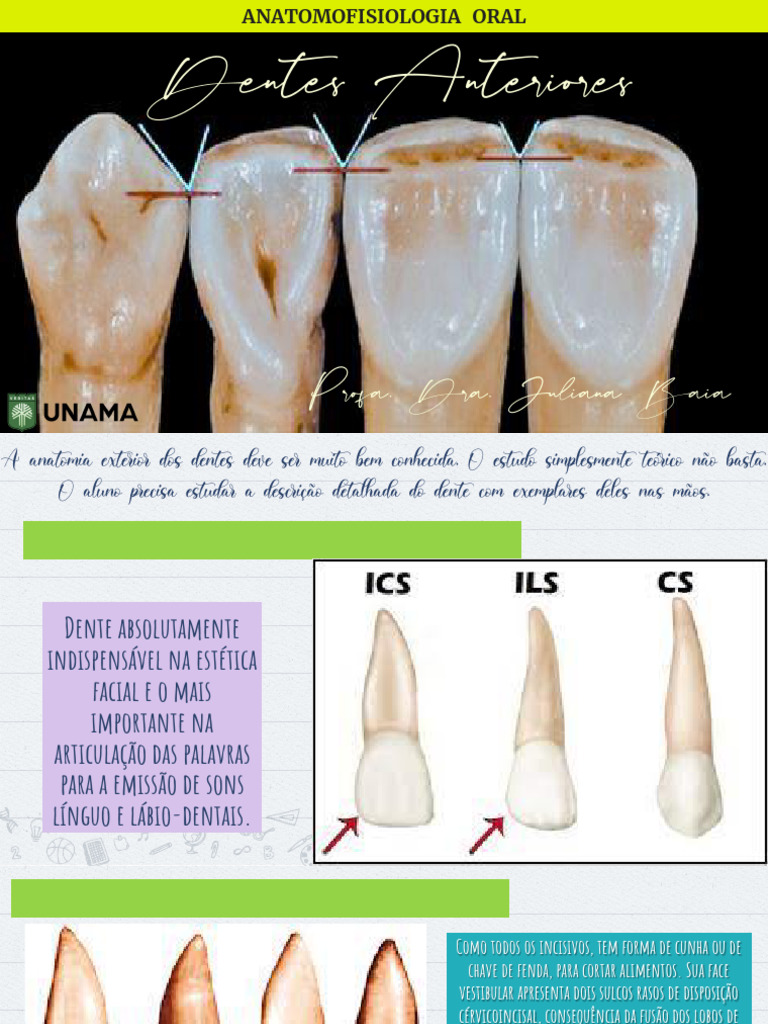Aula 02 - Anatomo - Anat. Incisivos Sup - Inf Can Sup - Can Inf | PDF ...
