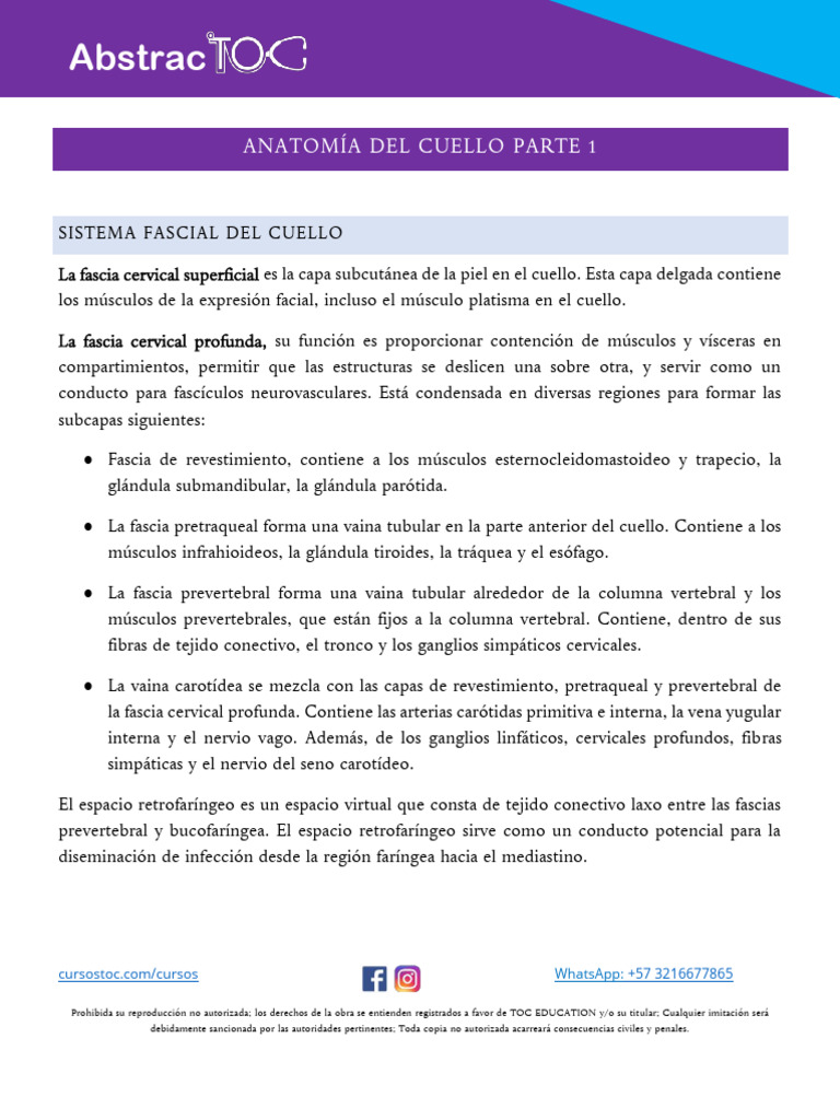 Anatomía Del Cuello Parte 1 | PDF | Tejido suave | Sistema ...