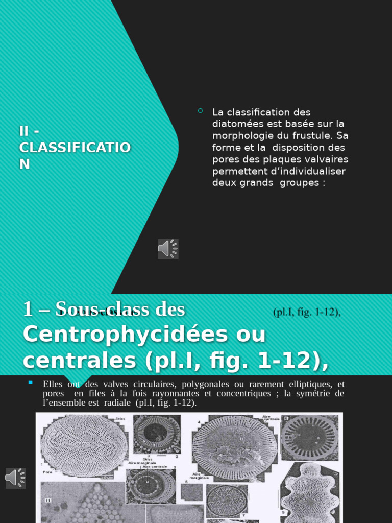 Chapitre 2 Classification des diatomées | PDF