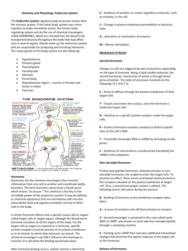 Anatomy and Physiology-Endocrine System | PDF | Hormone | Adrenal Gland
