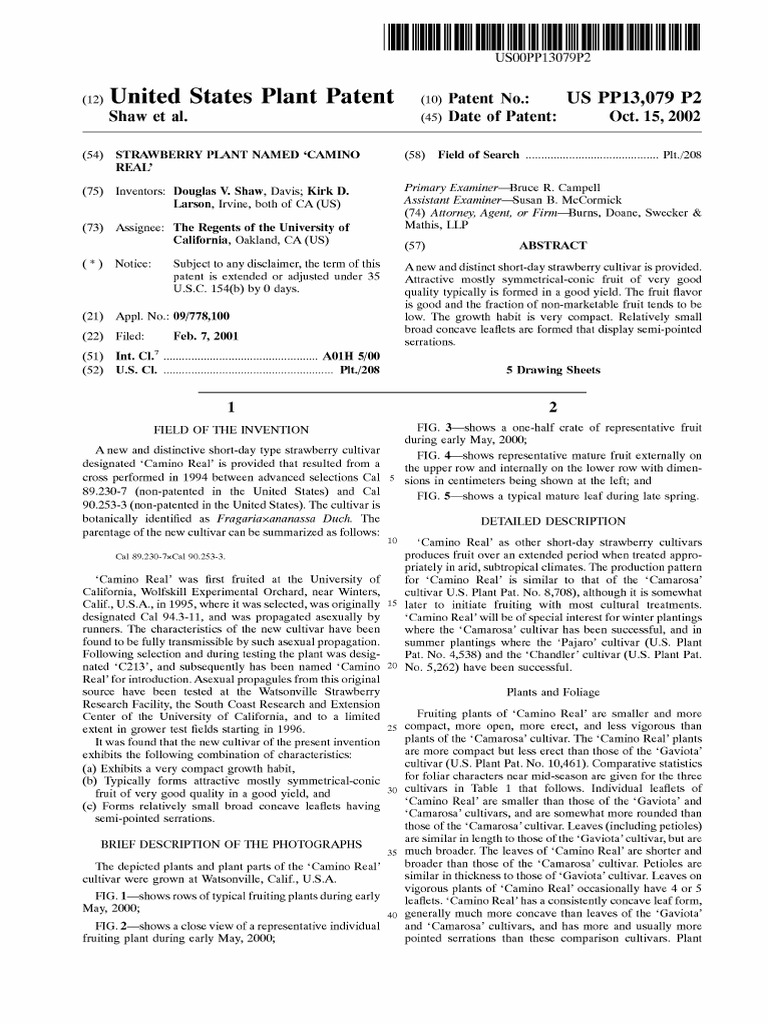 camino_real | PDF | Leaf | Strawberry