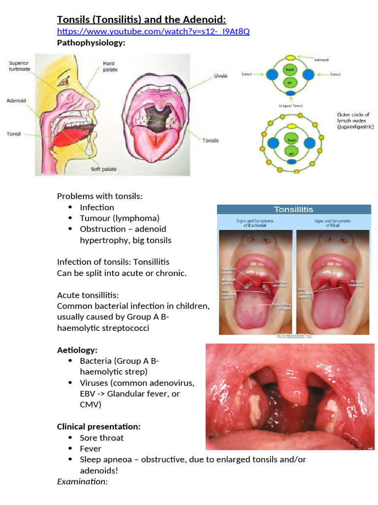 Tonsils and the Adenoid | PDF | Medical Specialties | Immunology