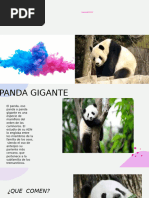 Tipos de Pandas | PDF | Panda gigante | Osos