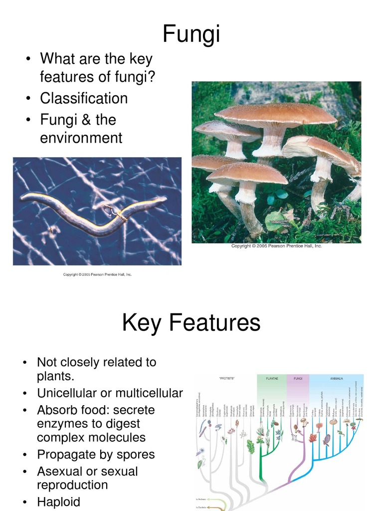 Fungi: - What Are The Key Features of Fungi? - Classification - Fungi ...