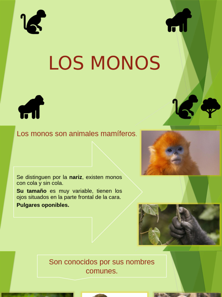 Presentación - Los Monos | PDF | Ciencia y matemáticas