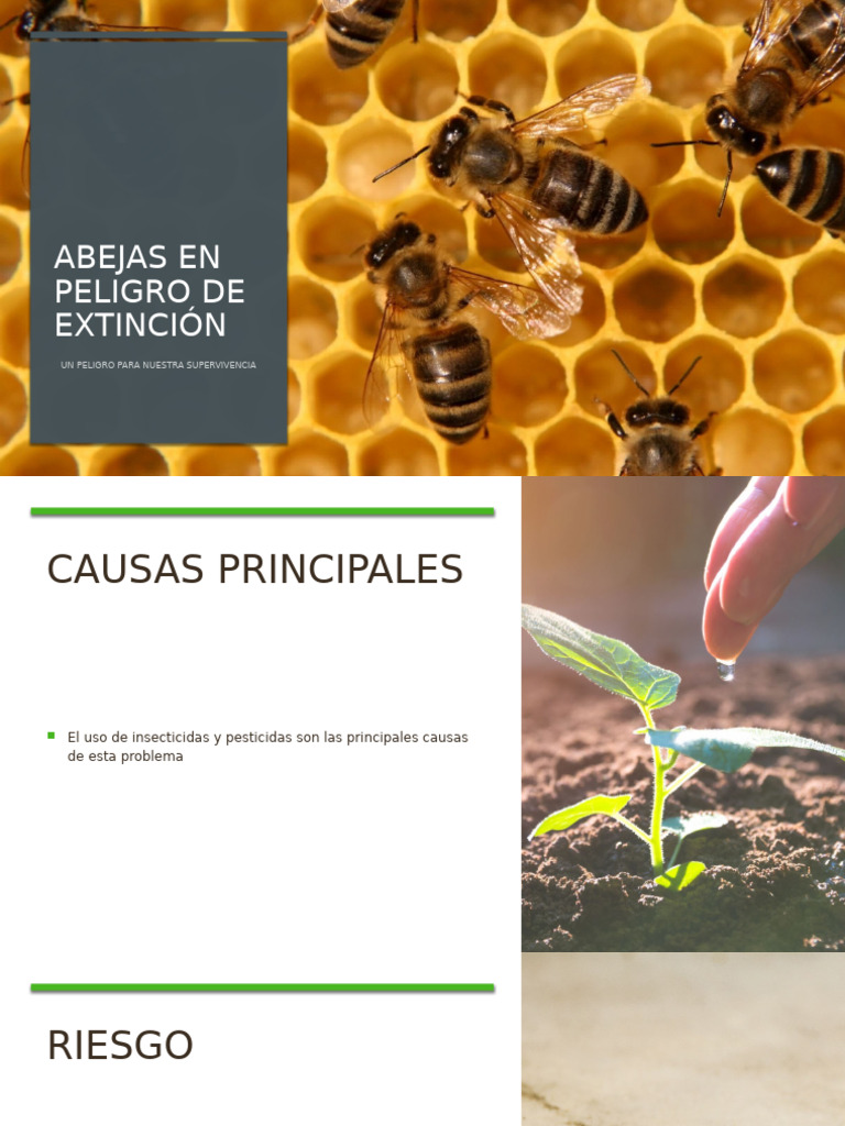 Las Abejas | PDF