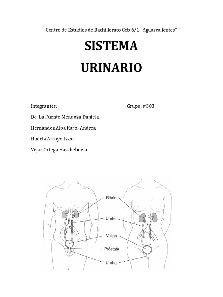 Sistema Urinario (1) | PDF | Sistema urinario | Riñón