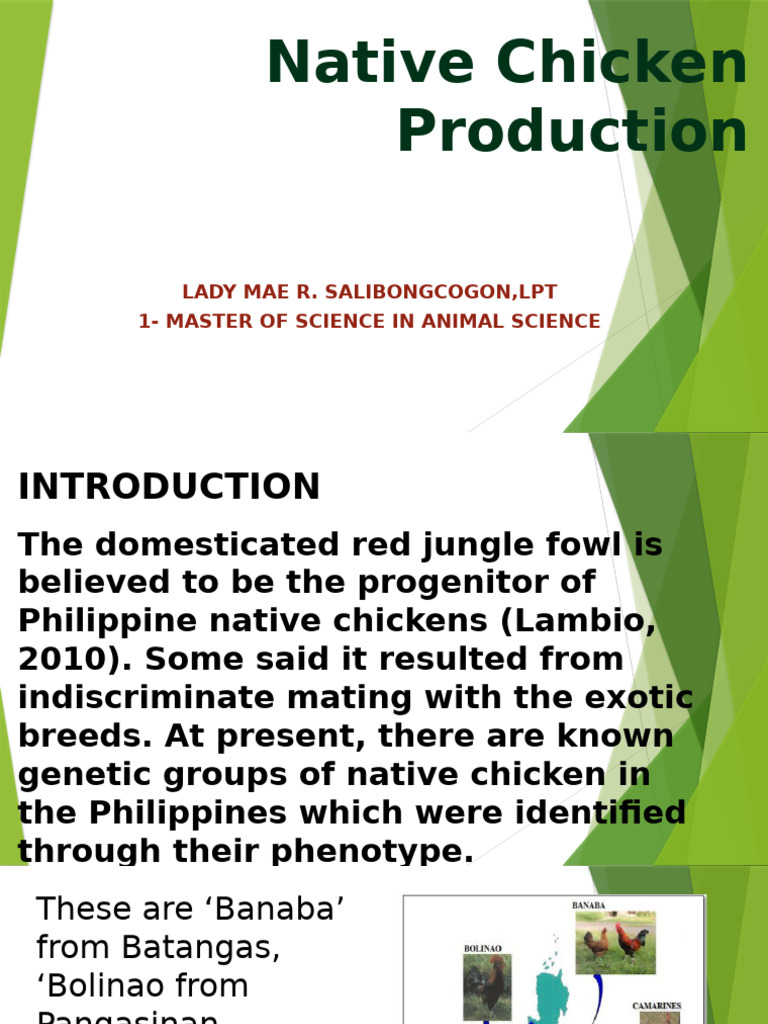 Native Chicken Production FINAL | PDF | Meat | Chicken