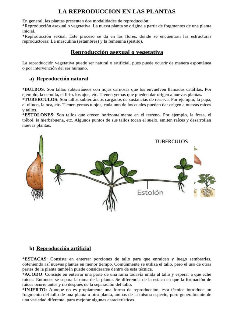 Reproduccion en Las Plantas II | PDF | Flores | Polen