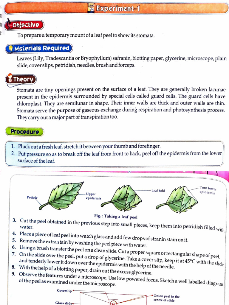 To Preparea Temporary Mount of A Leafpeel To Show Its Stomata ...