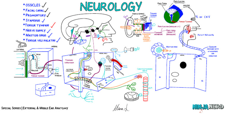Anatomy of the External & Middle Ear | PDF | Ear | Audiology