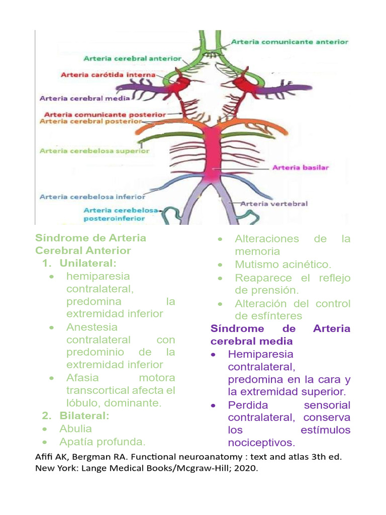 Síndrome de Arteria Cerebral | PDF | Neurociencia | Desórdenes neurológicos