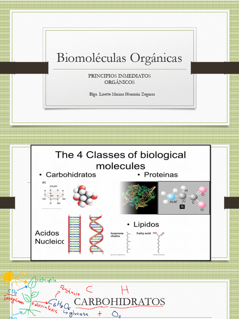 Carbohidratos: Estructura y Función | PDF | Carbohidratos | Polisacárido