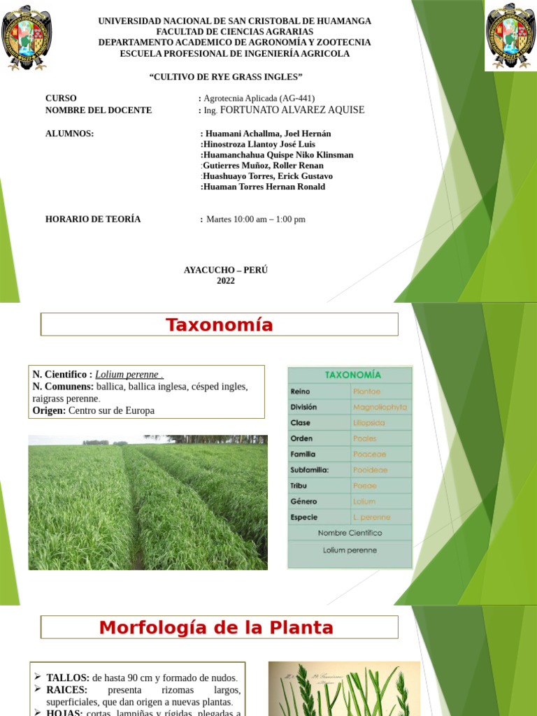 Cultivo de Rye Grass Inglés en Perú | PDF | Pasto | Siembra