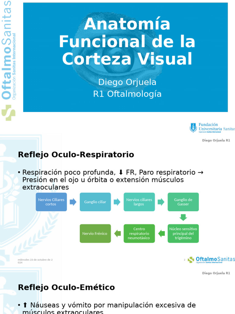 Anatomía Funcional de la Corteza Visual | PDF | Corteza visual | Corteza cerebral