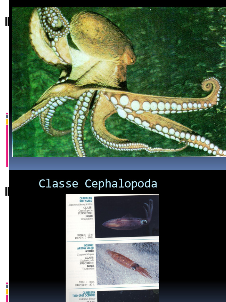 Aula Mollusca Cephalopoda | PDF | Moluscos | Sistema circulatório